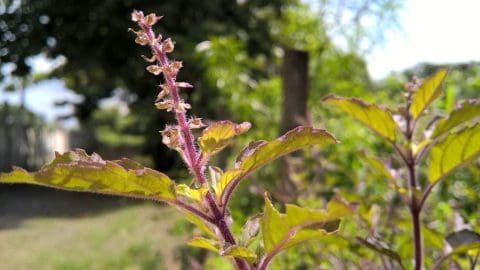 Holy Basil Benefits And Side Effects - The Supplement Reviews